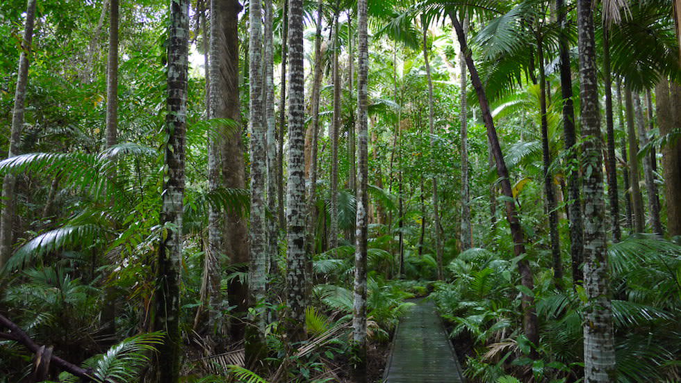 Daintree Rainforest & Cape Tribulation - Wo sich Regenwald & Great ...
