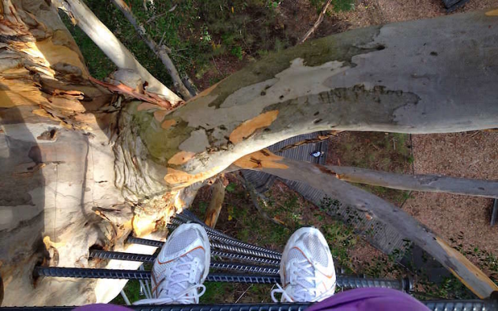 Pemberton Climbing Trees: Feuerwehrbäume, Adrenalin & gigantische Karri ...