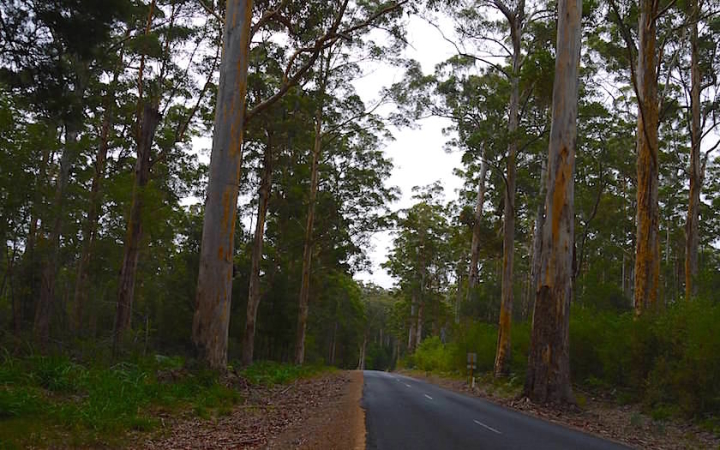 Pemberton Climbing Trees: Feuerwehrbäume, Adrenalin & gigantische Karri ...