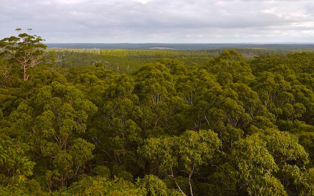 Pemberton Climbing Trees: Feuerwehrbäume, Adrenalin & gigantische Karri ...