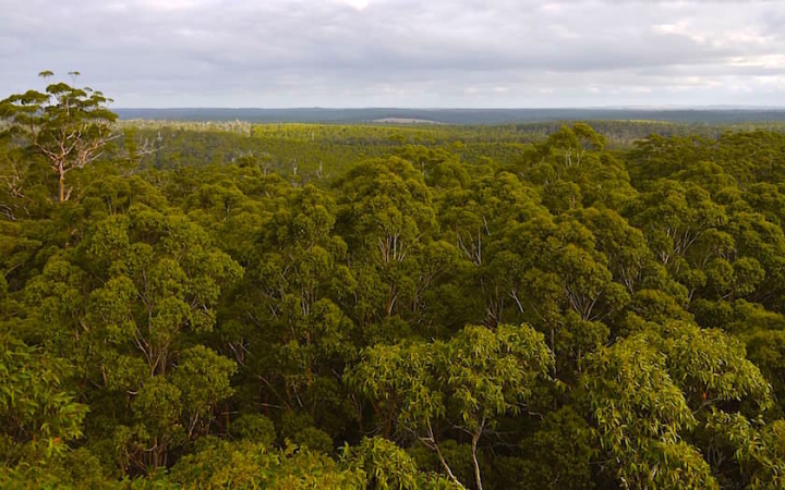 Pemberton Climbing Trees: Feuerwehrbäume, Adrenalin & gigantische Karri ...