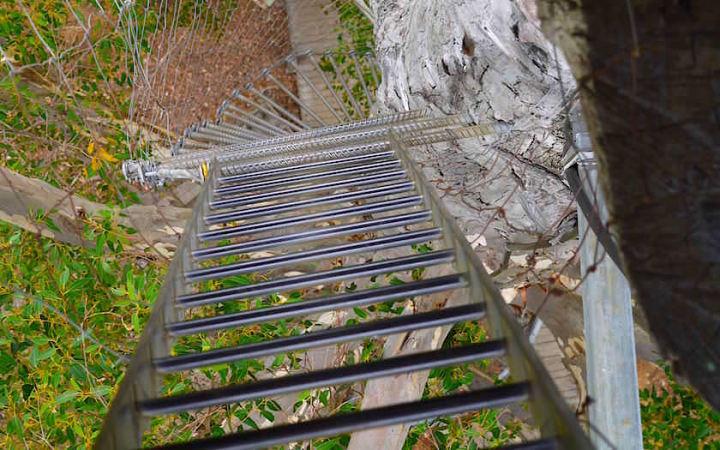 Pemberton Climbing Trees: Feuerwehrbäume, Adrenalin & gigantische Karri ...