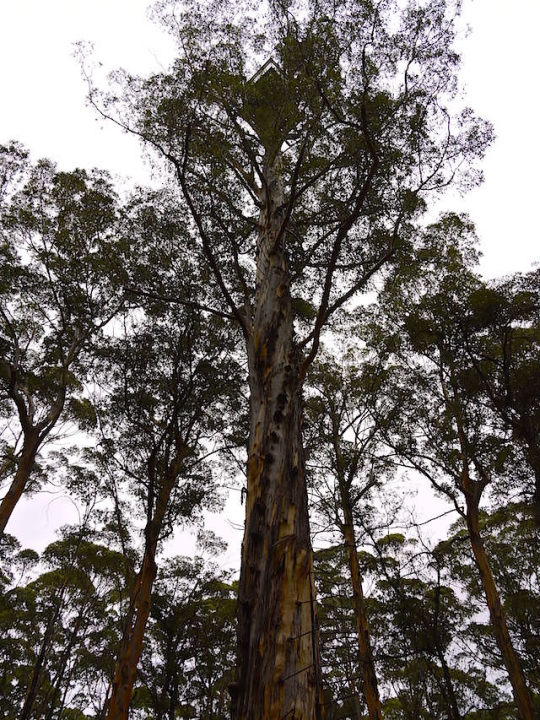 Pemberton Climbing Trees: Feuerwehrbäume, Adrenalin & gigantische Karri ...