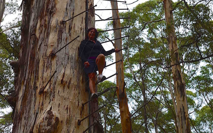 Pemberton Climbing Trees: Feuerwehrbäume, Adrenalin & gigantische Karri ...