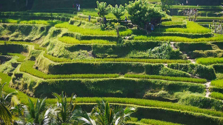 Die weltbekannten Reisterrassen von Bali - Die Reisgöttin & das ...
