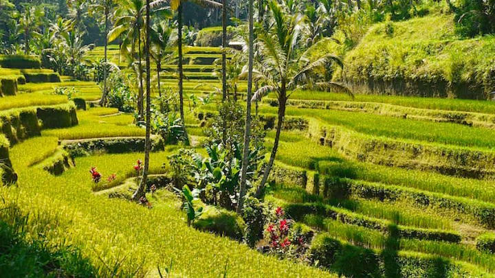 Die weltbekannten Reisterrassen von Bali - Die Reisgöttin & das ...
