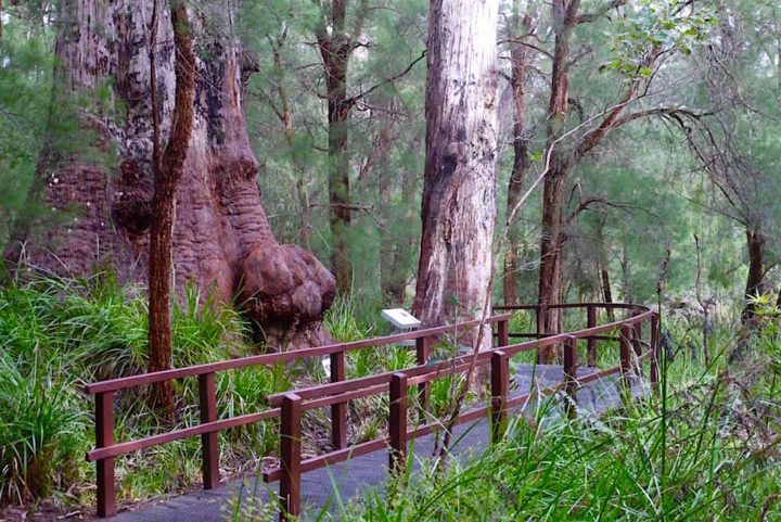 Pemberton Climbing Trees: Feuerwehrbäume, Adrenalin & gigantische Karri ...