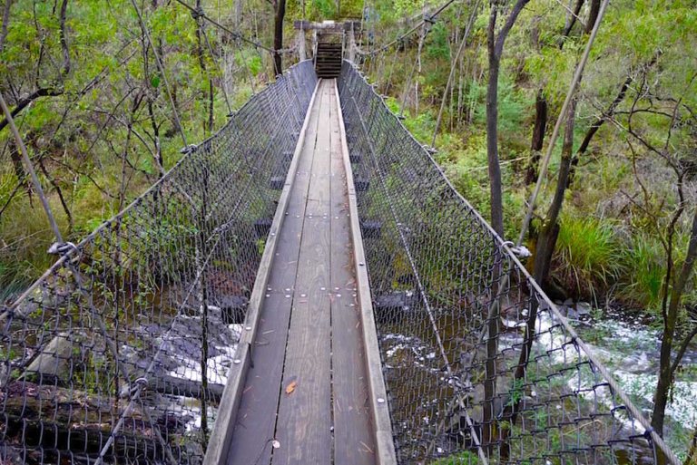 Pemberton Climbing Trees: Feuerwehrbäume, Adrenalin & gigantische Karri ...