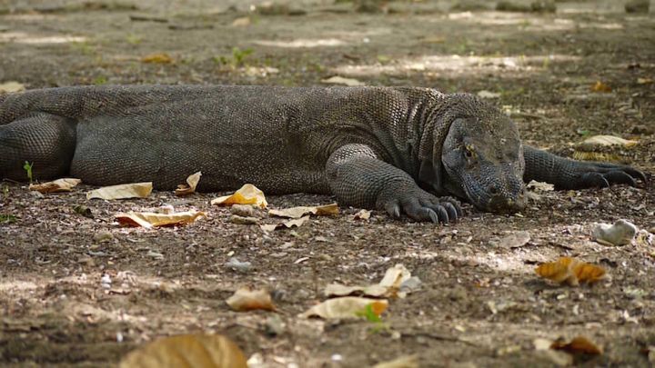 Komodo Dragons - Auf der Suche nach den letzten größten Waranen unserer ...