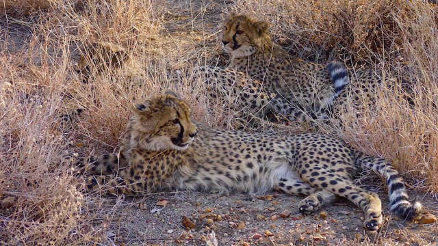 Namibias Geparden Farmen - Wildkatzen hautnah! - Otjitotongwe Cheetah ...