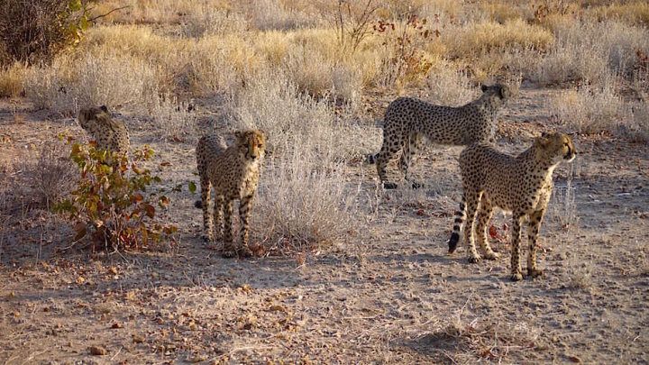 Namibias Geparden Farmen - Wildkatzen hautnah! - Otjitotongwe Cheetah ...