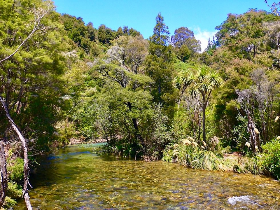 Pupu Springs - Te Waikoropupū Springs: Reinstes Wasser, schönste Farben ...