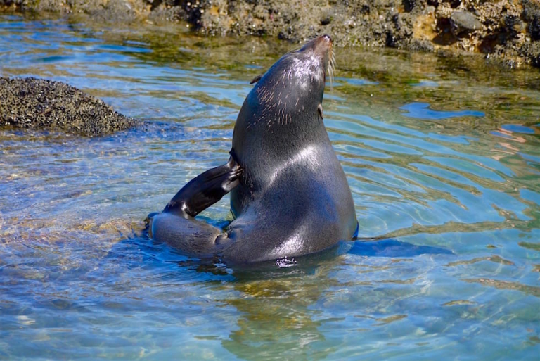 Unterschied Seehunde, Seelöwen, Seebären, Walrosse, Seeelefanten ...