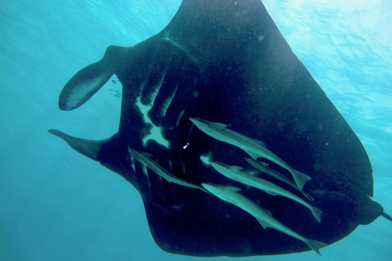 Schnorcheln mit Manta Rochen - Von der Faszination Riesenrochen hautnah ...