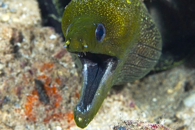 Schnorcheln mit Manta Rochen - Von der Faszination Riesenrochen hautnah ...