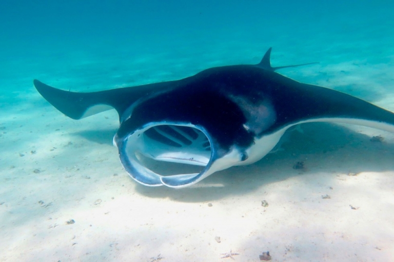 Schnorcheln mit Manta Rochen - Von der Faszination Riesenrochen hautnah ...