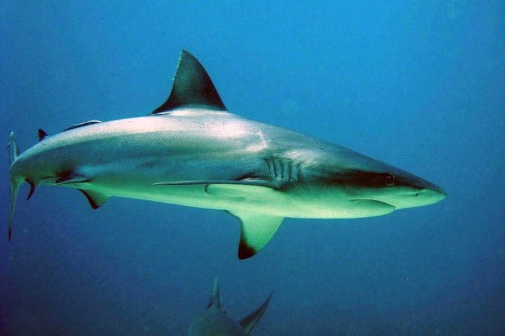 Schnorcheln mit Manta Rochen - Von der Faszination Riesenrochen hautnah ...