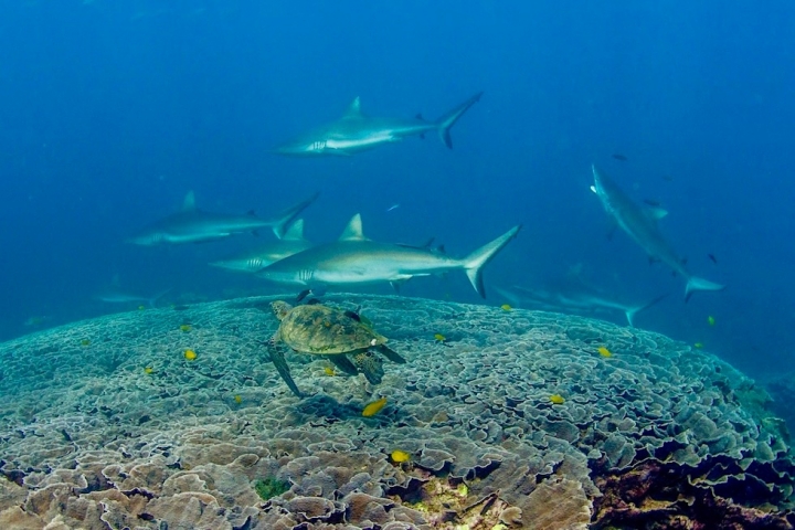 Schnorcheln mit Manta Rochen - Von der Faszination Riesenrochen hautnah ...