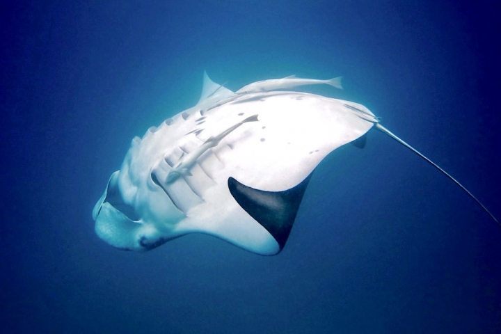 Schnorcheln mit Manta Rochen - Von der Faszination Riesenrochen hautnah ...