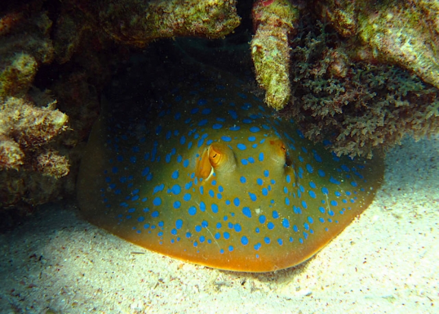 Schnorcheln mit Manta Rochen - Von der Faszination Riesenrochen hautnah ...