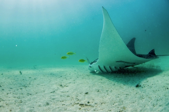Schnorcheln mit Manta Rochen - Von der Faszination Riesenrochen hautnah ...