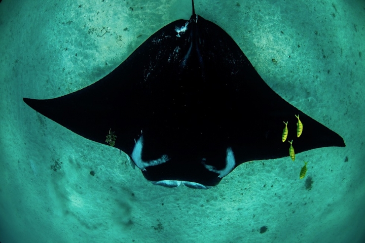 Schnorcheln mit Manta Rochen - Von der Faszination Riesenrochen hautnah ...
