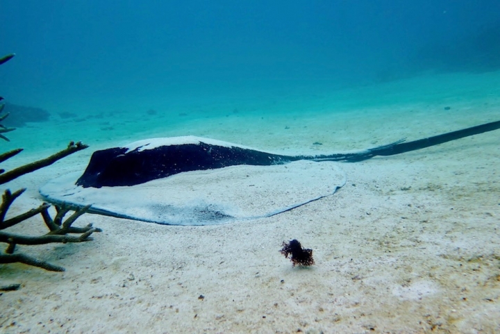 Schnorcheln mit Manta Rochen - Von der Faszination Riesenrochen hautnah ...