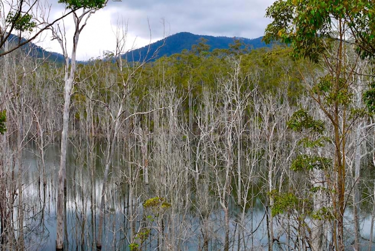 Springbrook National Park - Wasserfälle, Steilklippen & seine ...