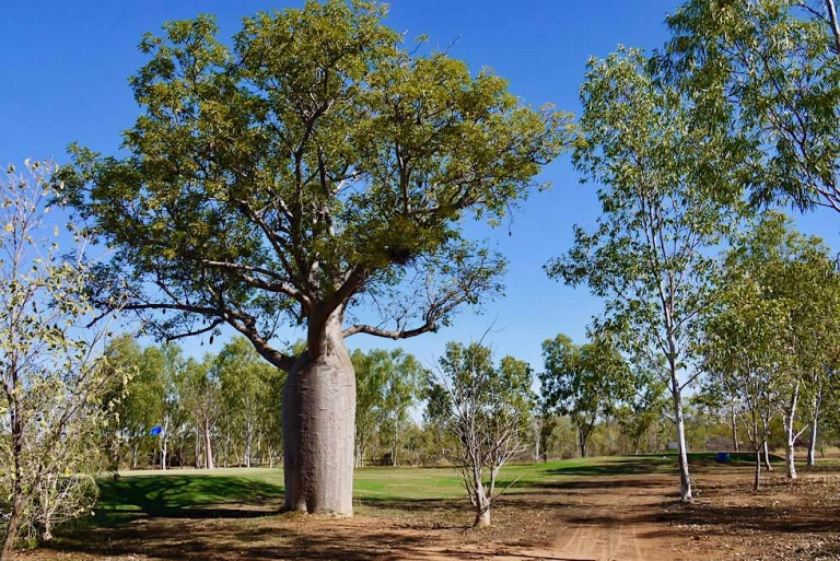 Derby - Boab Trees, Norval Gallery, Aboriginal Kultur & Ort, wo das ...