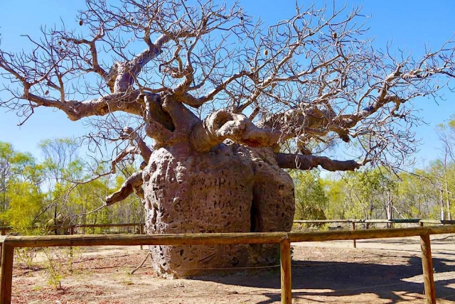 Derby - Boab Trees, Norval Gallery, Aboriginal Kultur & Ort, wo das ...