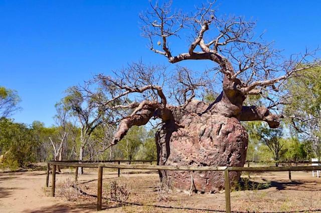 Derby - Boab Trees, Norval Gallery, Aboriginal Kultur & Ort, wo das ...