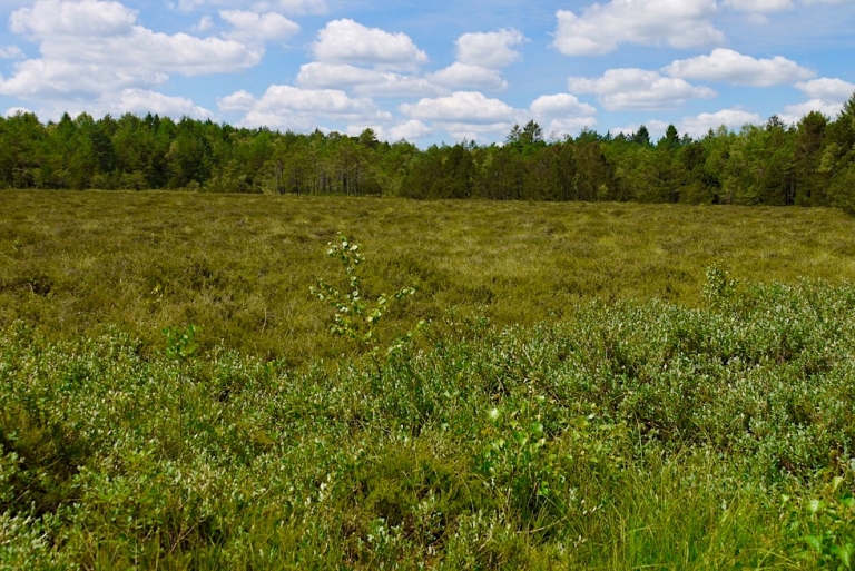 Wurzacher Ried: Moore,Torf & Seen - Das größte intakte Hochmoor ...