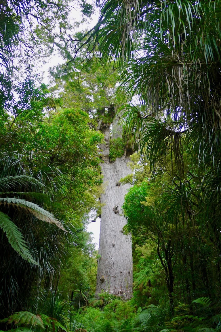 Waipoua Forest, Tane Mahuta & Kauri Museum - Kauri Highlight der ...
