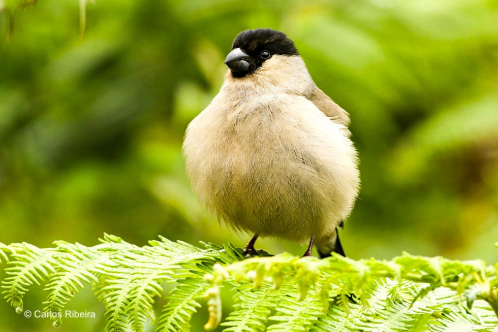 Lands of Priolo - Unberührtes São Miguel & Vorzeige-Naturschutzprojekt ...